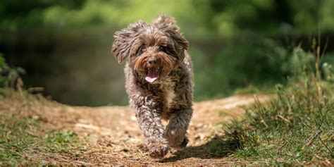 Image result for Cockapoo Tremours