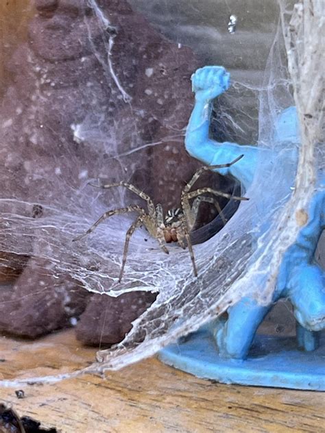 Image result for Identifying Spiders