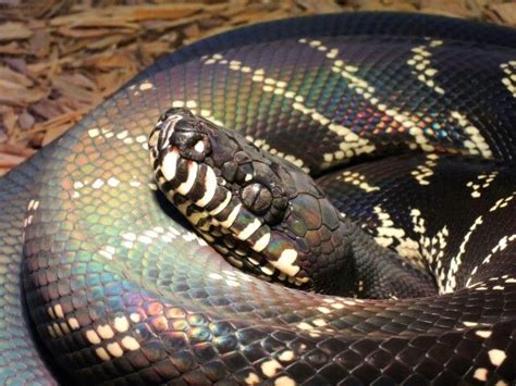 Image result for Bolen Python