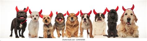 Image result for Devil Dogs Song