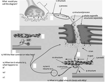 Image result for Excitation Coupling Contraction-Relaxation