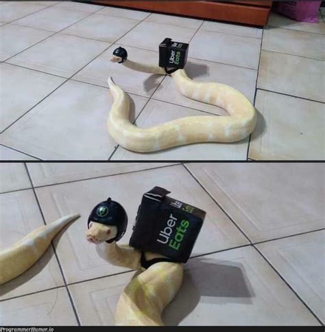 Image result for Python Snake Memes