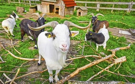 Image result for Types of Goats