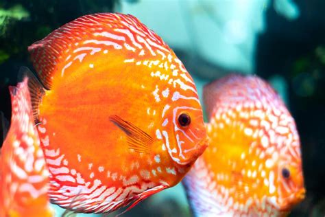 Image result for White Discus Fish