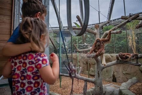 Image result for Chester Zoo Python