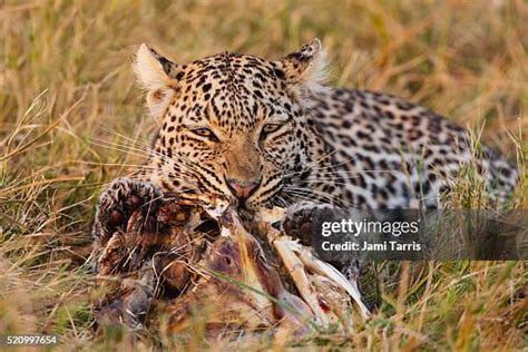 Image result for Leopard Eating Fish
