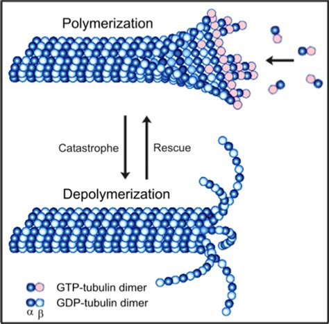 Microtubules and mast cell signaling – EMBRN – European Mast Cell and ...