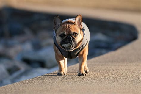 Image result for Exercise Animated