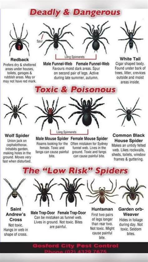 Image result for Identifying Spiders