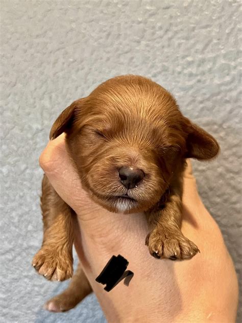 Image result for Red Cavapoo Dog Collar