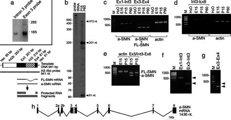 Image result for EX4 Protection