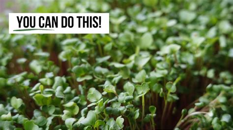 Image result for All Sprouted Code