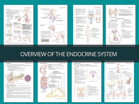 Image result for Endocrine System Crash Course Notes