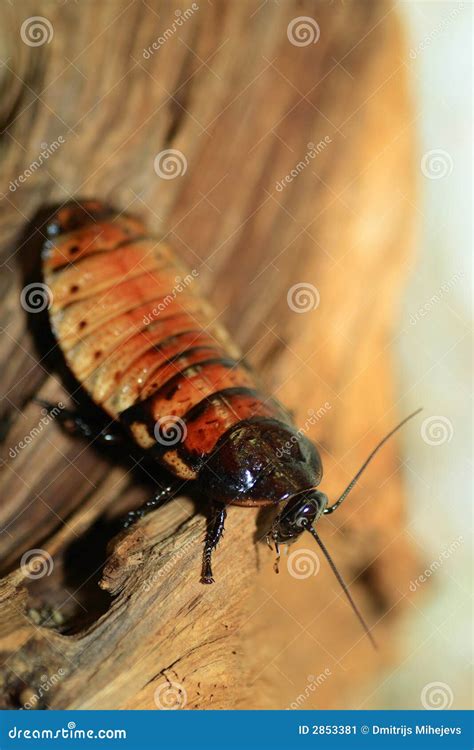 Image result for Big Cockroach