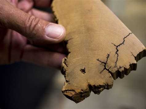 Image result for Prometheus Tree