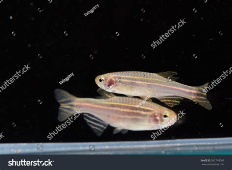 Image result for Zebra Fish