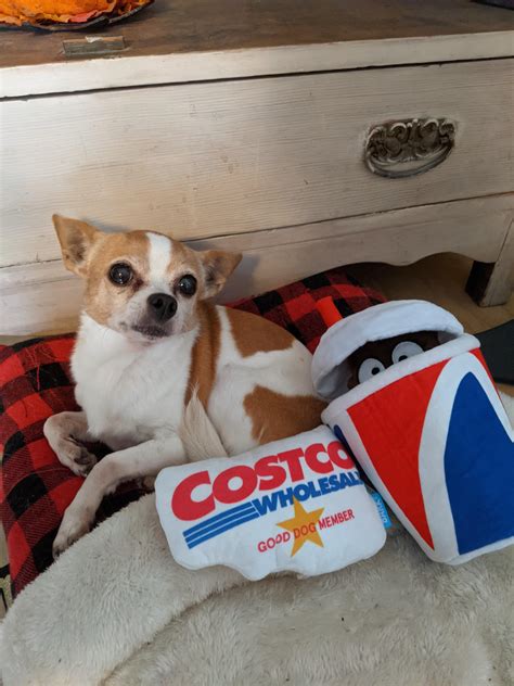 Image result for Cavapoo Pup