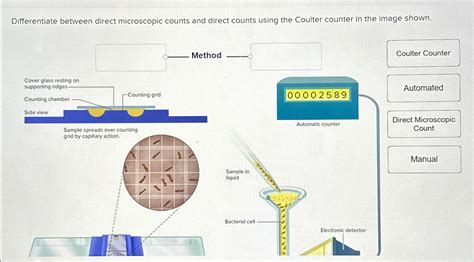 Image result for Direct Microscopic Count