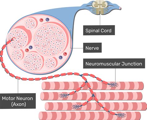 Image result for Action Potential Muscle Contraction