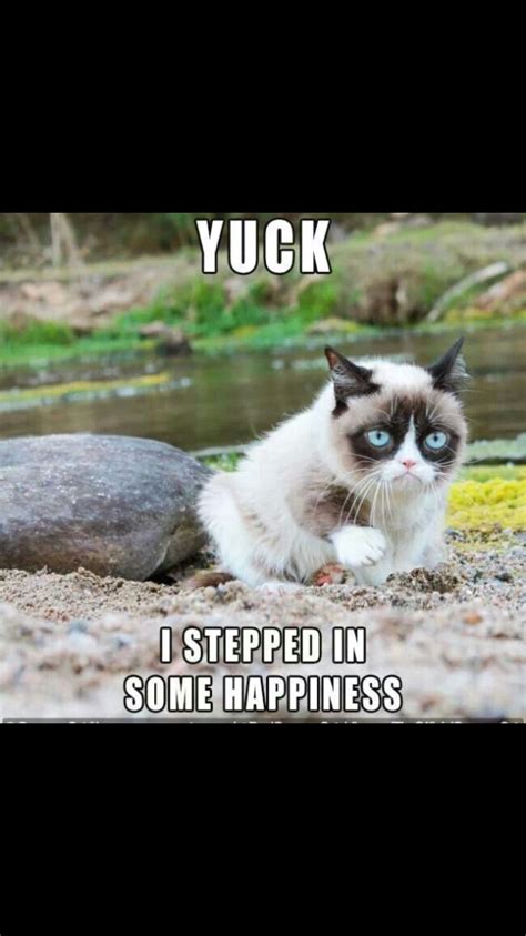 Image result for Grumpy Cat Memes Clean