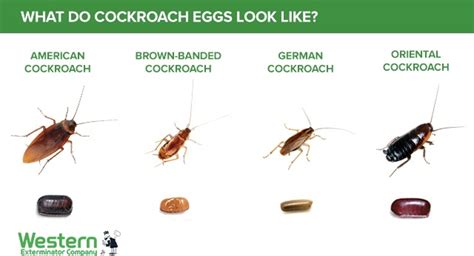 Image result for Cockroach Look Alike