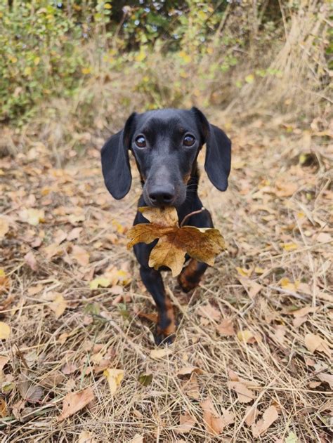 Image result for Sheltie Spring Pictures