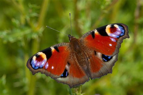 Image result for Colorful Bugs Insects