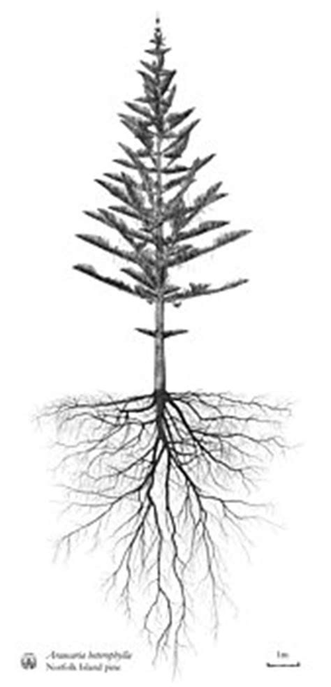 Image result for File Tree Root