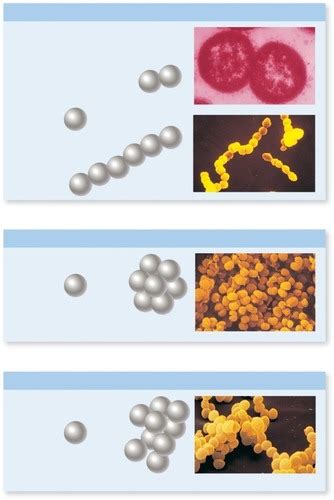 Image result for Cell Envelope and Its Modifications