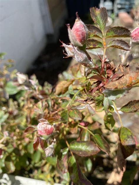 Image result for Rose Bush Problems