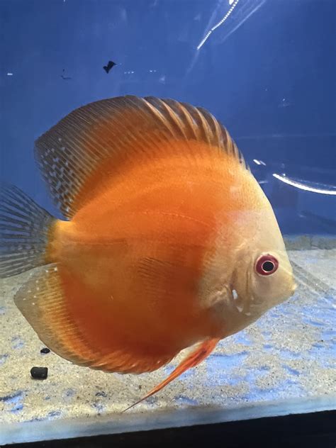 Image result for Red Melon Discus