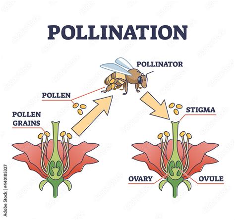 Image result for Flower Pollination Process