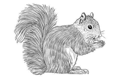 Image result for Squirrel Tutorial