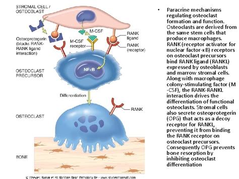 Image result for Types of Abnormal Bone Formation
