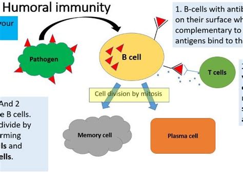 Image result for Humoral Immunity Complement System