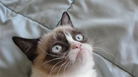 Image result for Grumpy Cat Humor