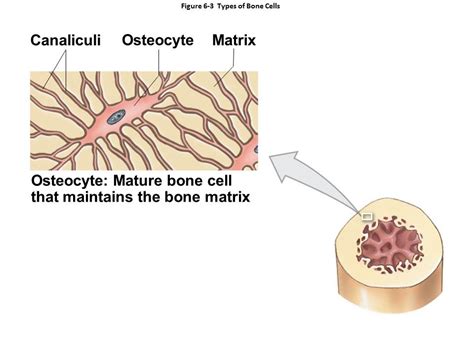 Image result for Bone Cells Function