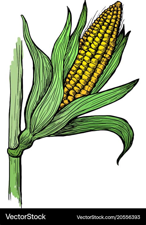 Corn grain stalk sketch Royalty Free Vector Image