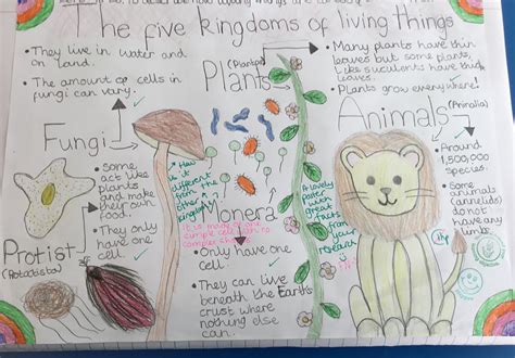 Image result for Linnaeus Classification System