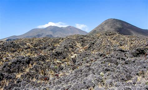 Image result for Python Buea Cameroon