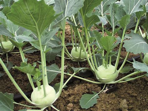 Image result for Alien Vegetables