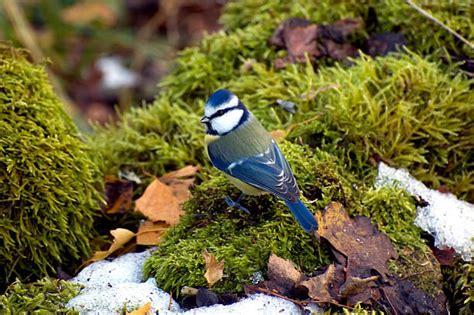 Image result for Blue Mockingjay