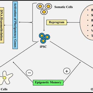 Image result for Somatic Cell Reprogramming