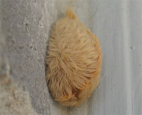 Image result for ASP Insect