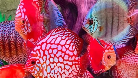 Image result for Discus Fish Anatomy