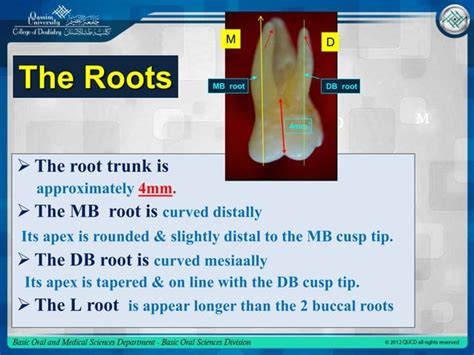 Image result for Maxillary First Molar