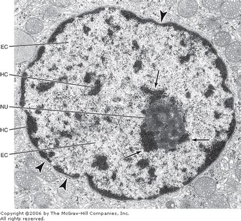 Image result for Nuclear Envelope Localization