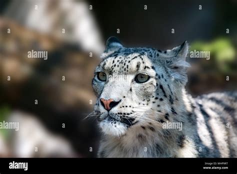 Image result for Snow Leopard Looking Forward