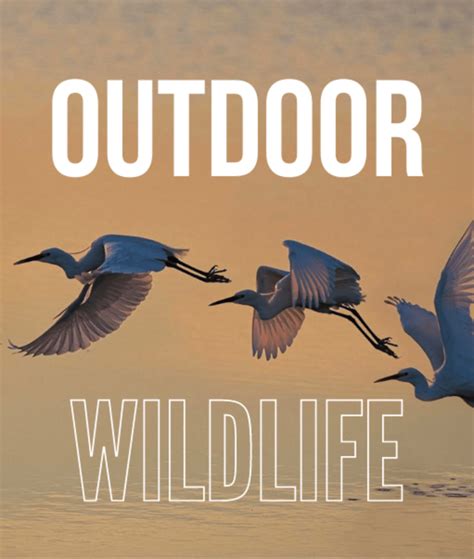 Image result for C Decatur