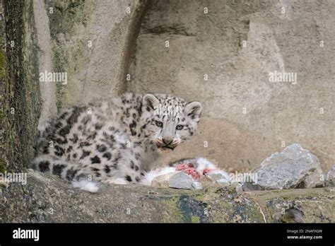 Image result for Snow Leopard Eating